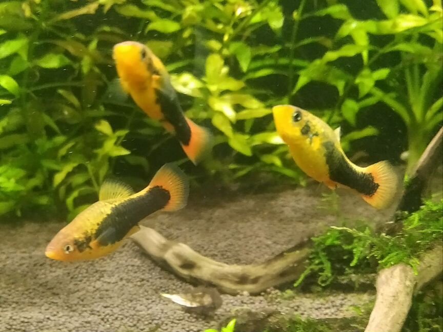 Пецилии и меченосцы