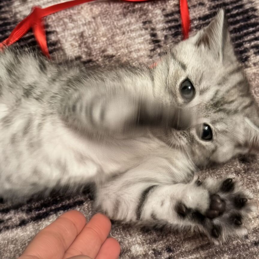 Шотландский прямоухий короткошёрстный котёнок