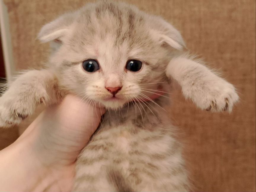 Шотландские вислоухие котята