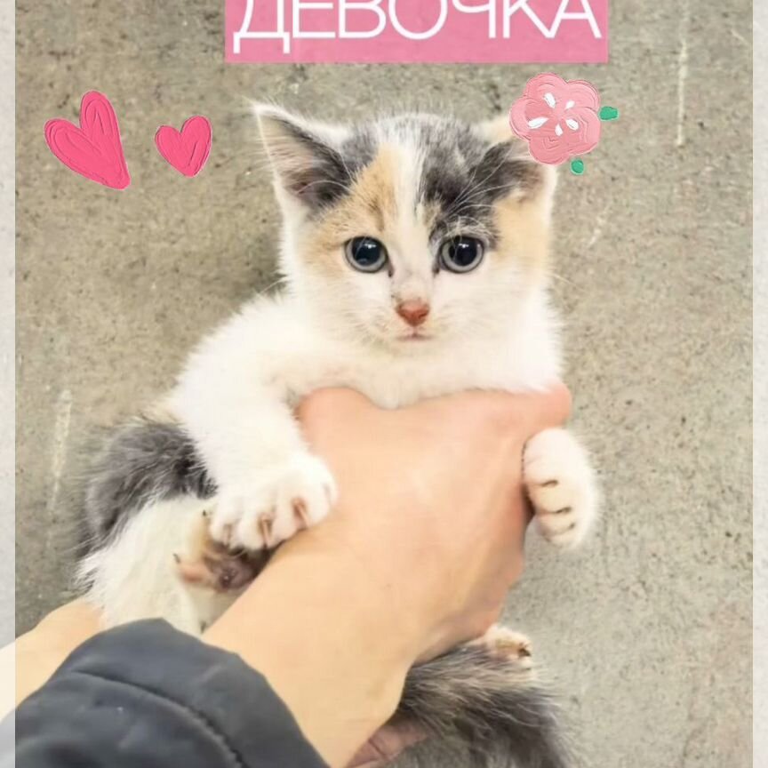 Котёнок в добрые руки