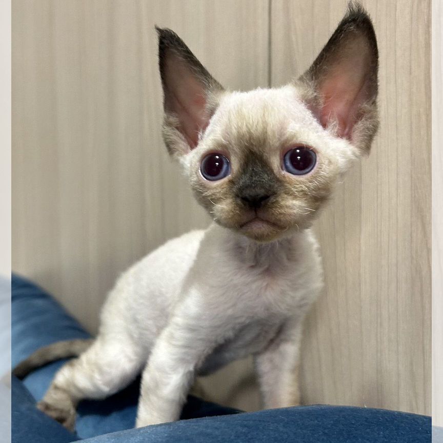 Девон-рекс котёнок