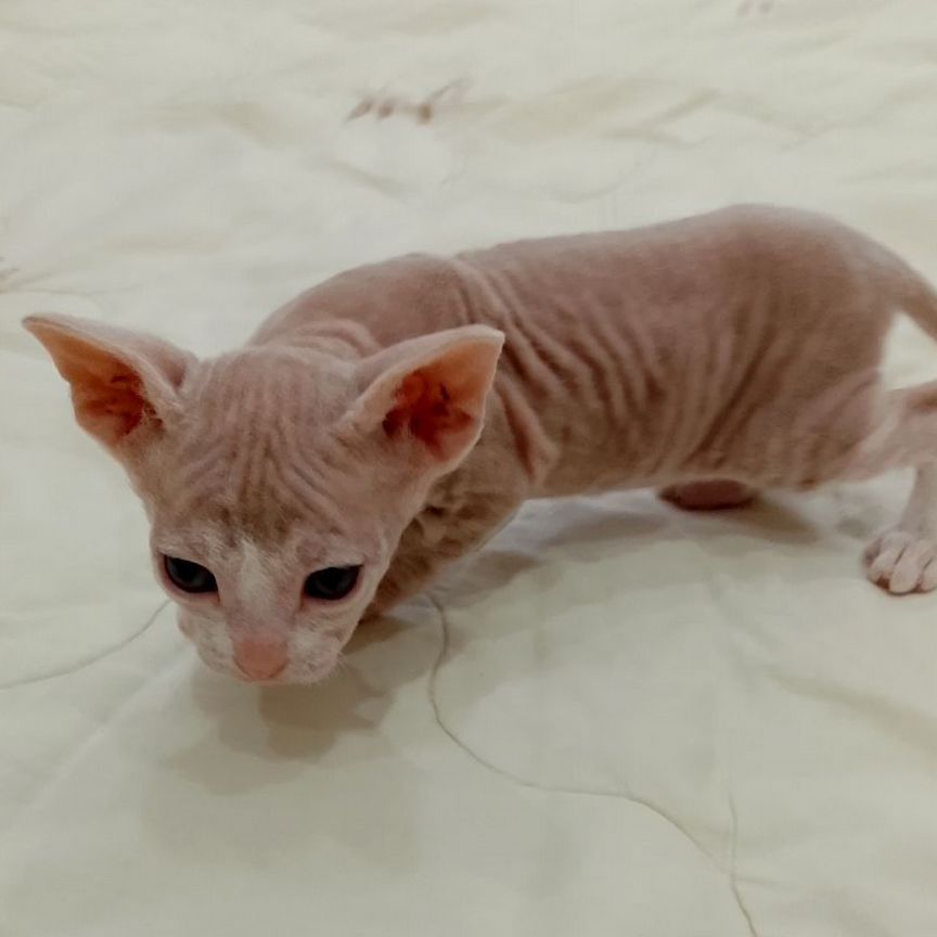 Донской сфинкс котёнок