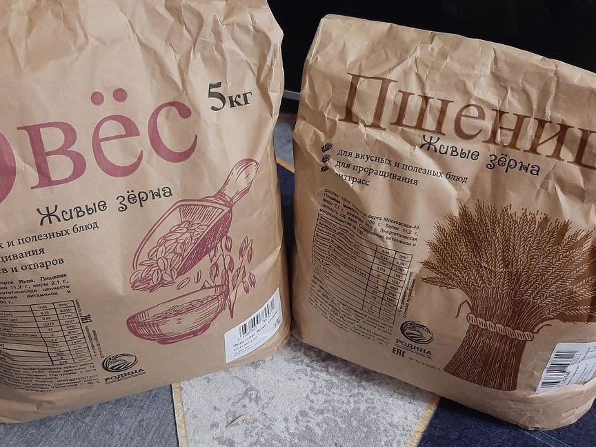 Овёс и пшеница для проращивания