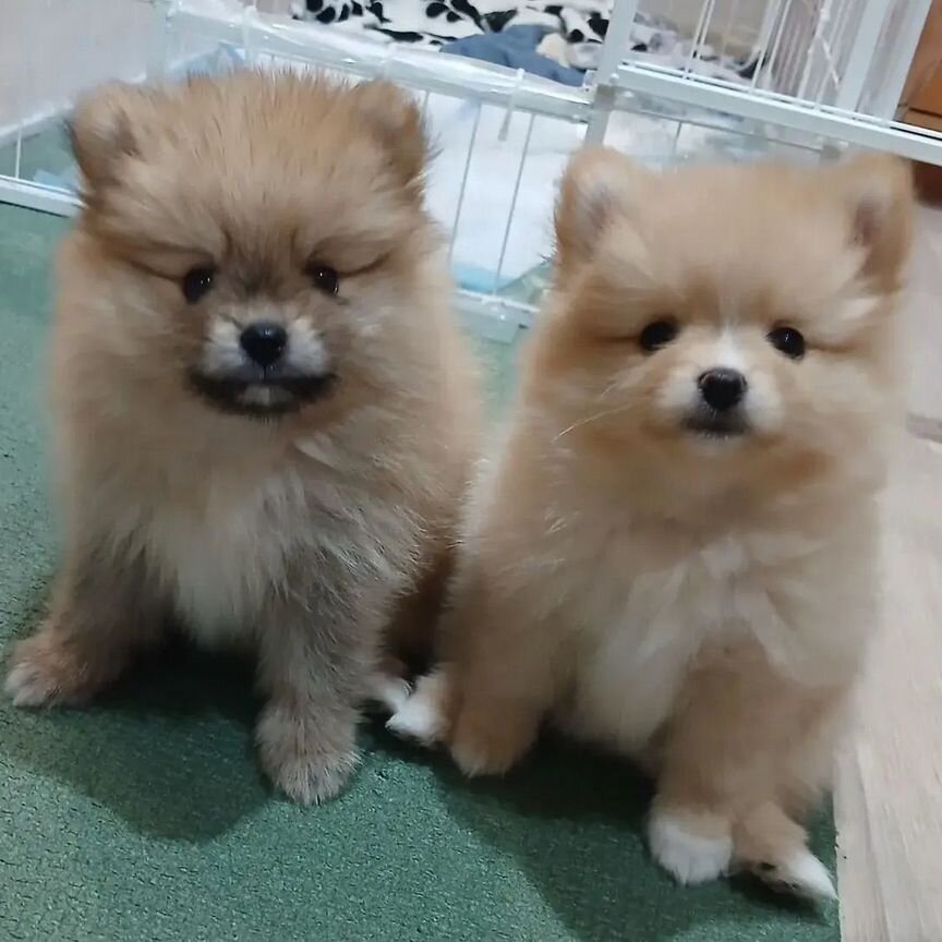 Немецкий шпиц, щенок