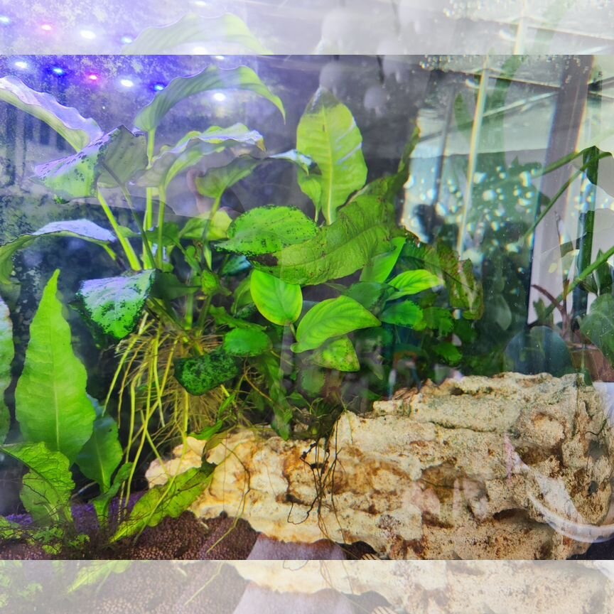 Камни для аквариума