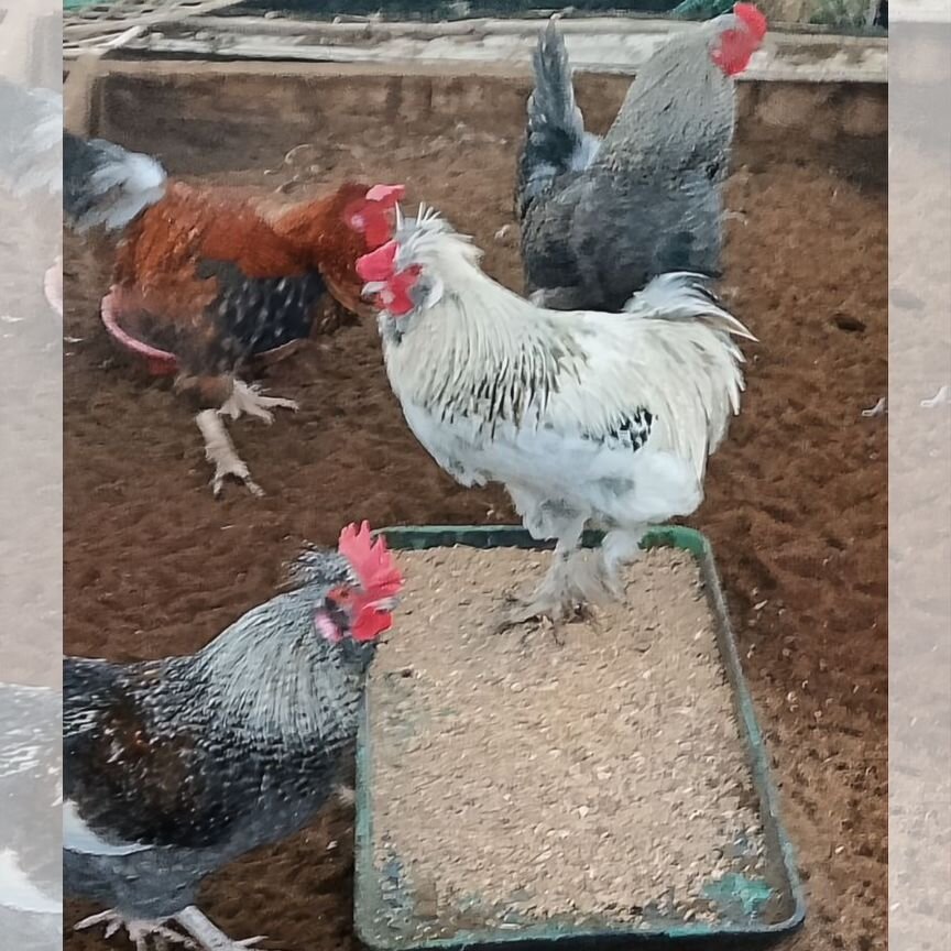 Молодые петухи домашние