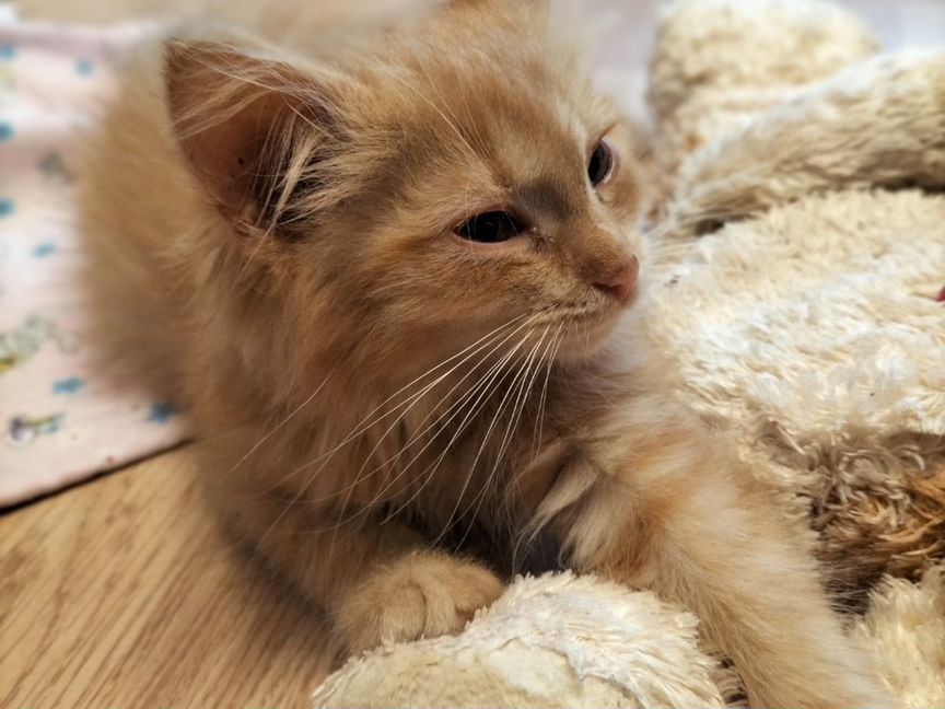 Отдам бесплатно