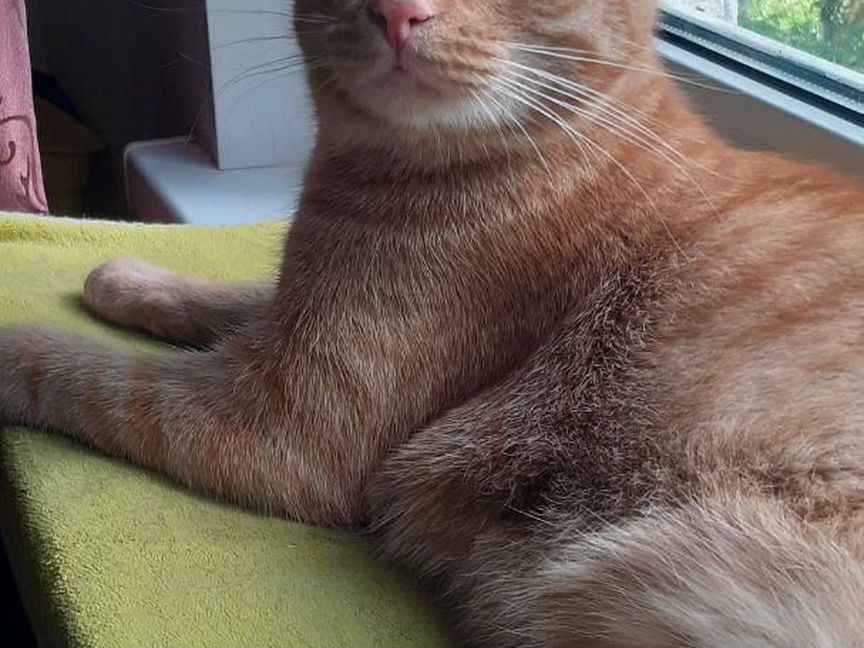 Рыжий кот ищет дом