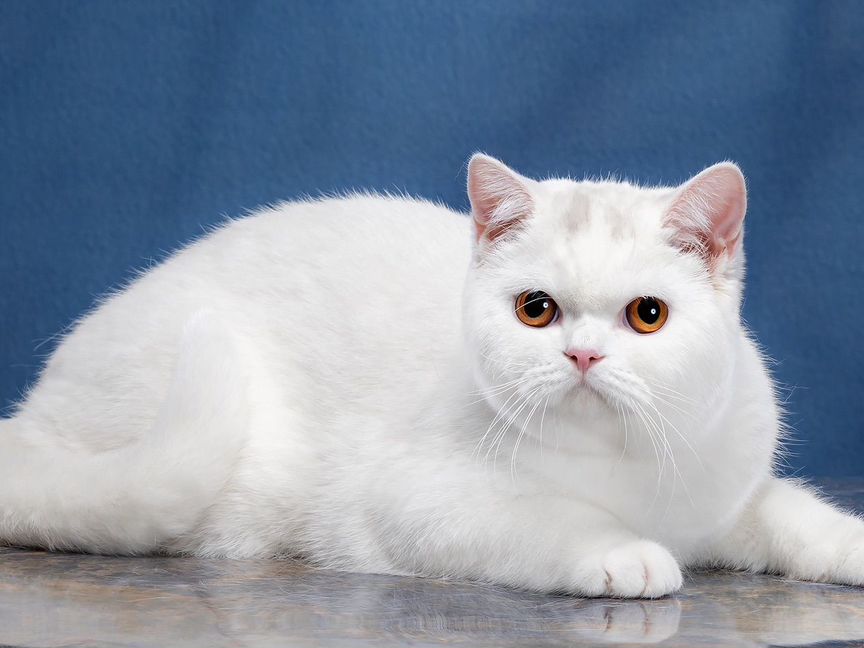 Чистокровная британская кошечка
