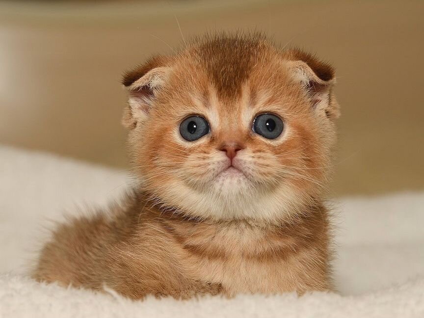 Вислоухий Золотой котик 1 мес Красавчик
