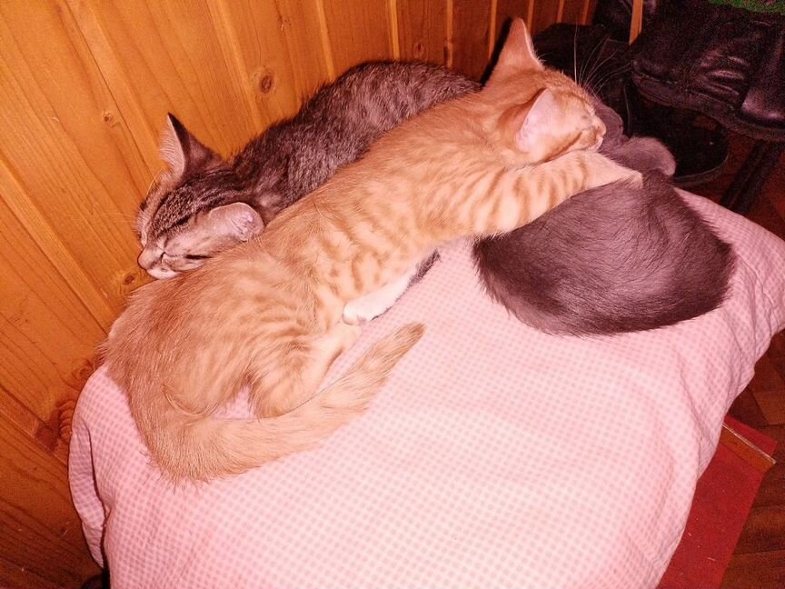 Отдам бесплатно котят дворовой породы