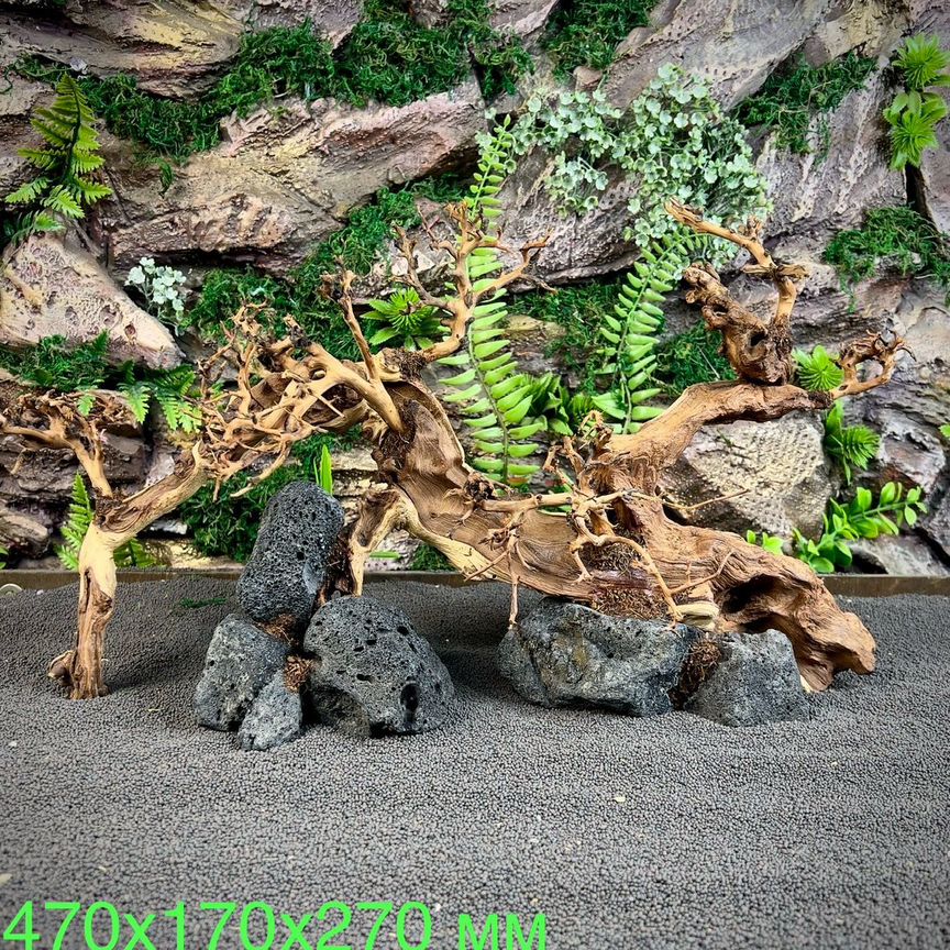 Коряга Бонсай бон04