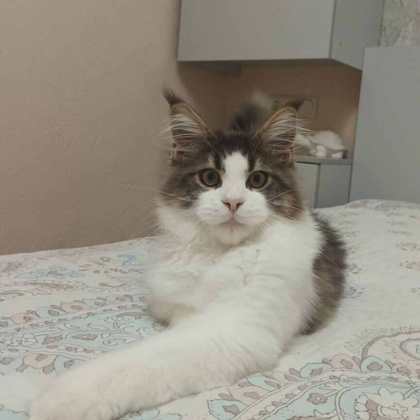 Котенок мейн кун