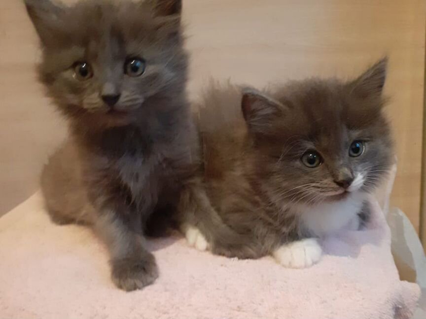 Симпатичные котятки