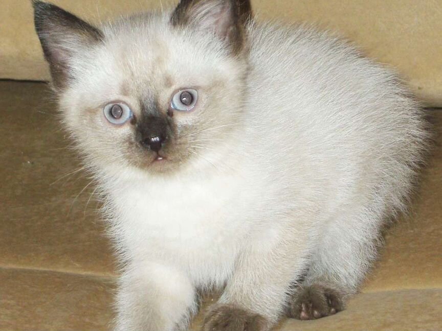 Котёнок девочка, тайская, 2 месяца