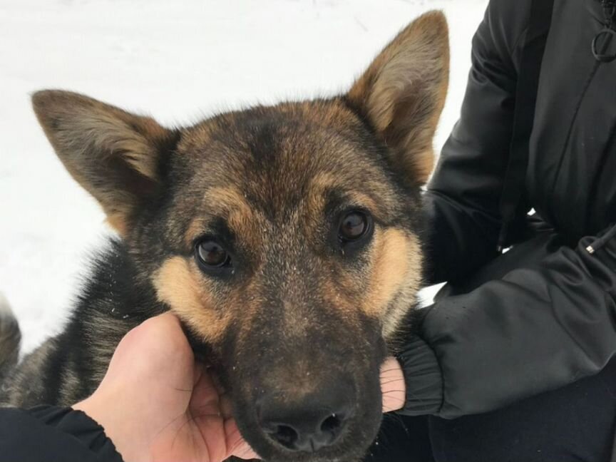 Собака в добрые руки отдам бесплатно щенки