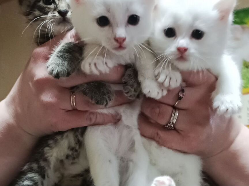 Милые котята