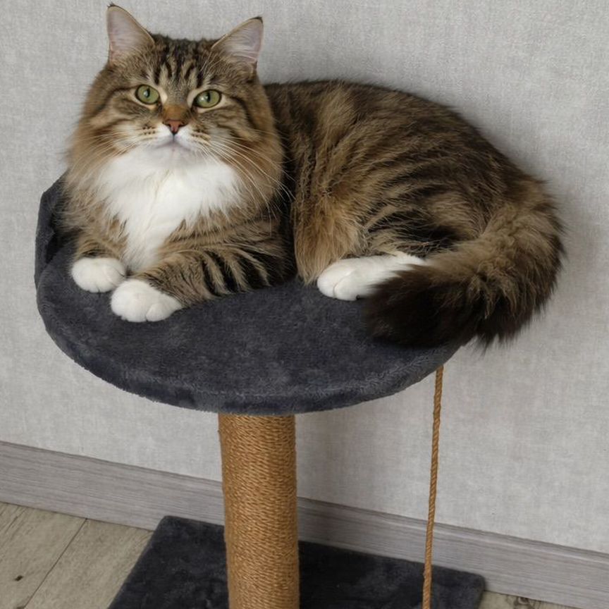 Ваша кошка это очень хочет