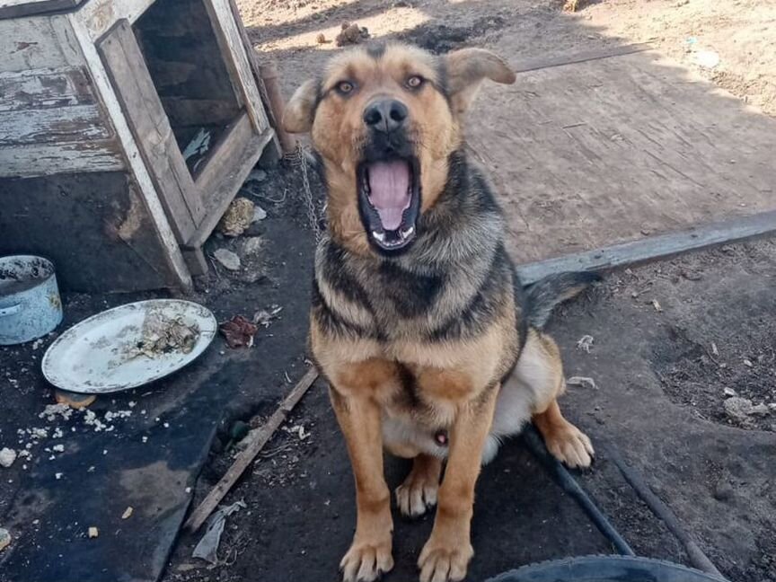 Отдам собаку- охранника. Можно на дачу