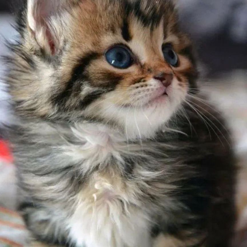 Котëнок в добрые руки