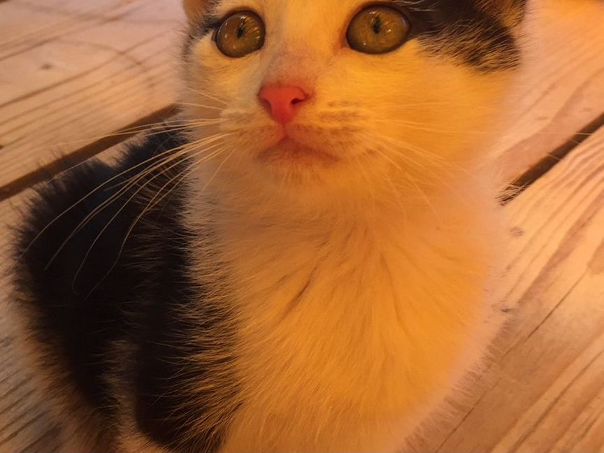 Изящные котята