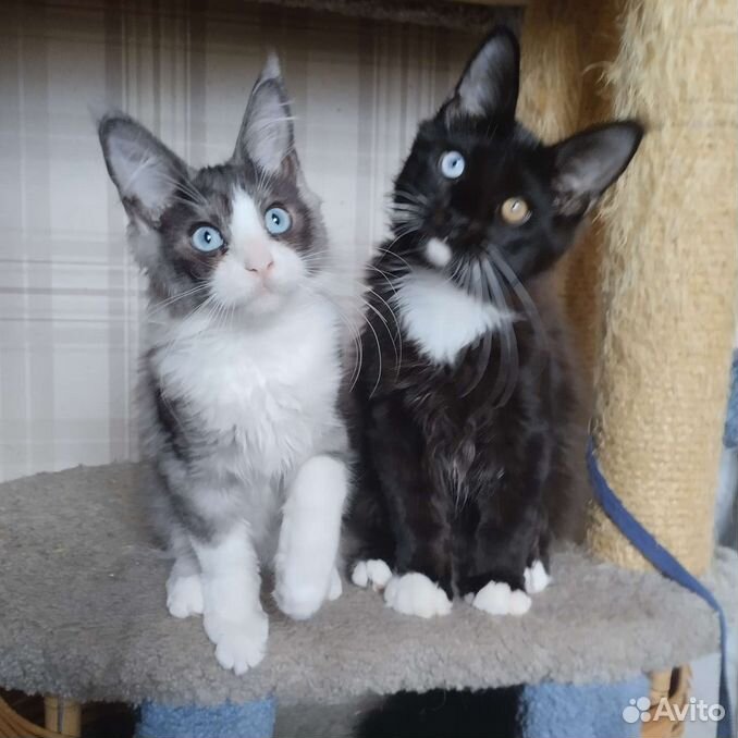 Голубоглазое счастье