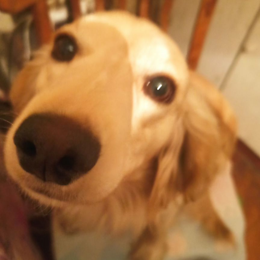 Кокер спаниель 1,5 года на счастье