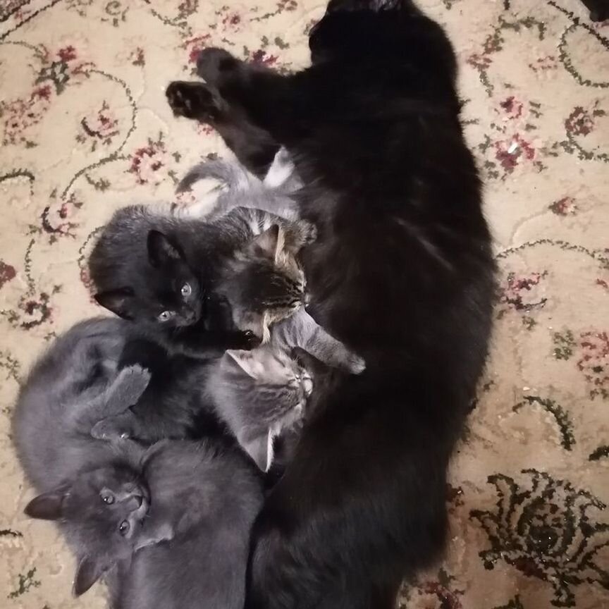 Котята в добрые руки