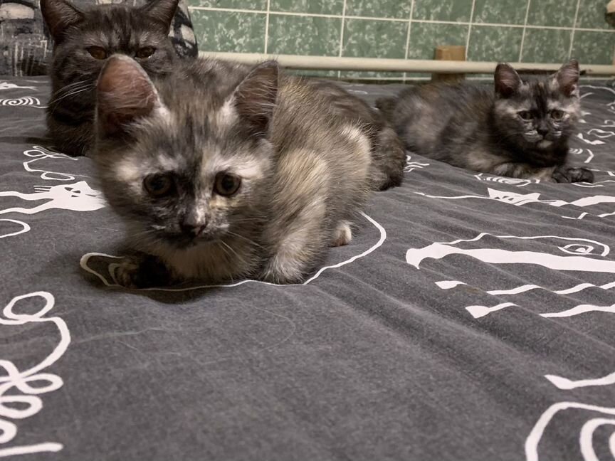 Котята в добрые руки даром