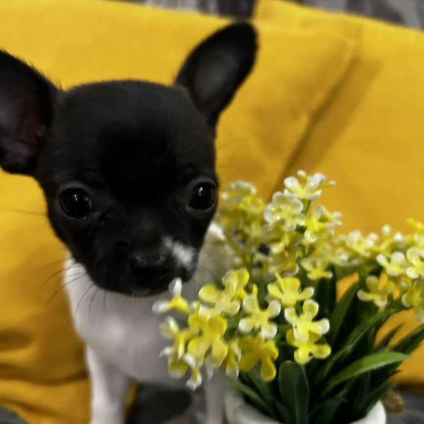 Чихуахуа, щенок