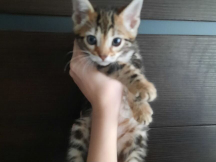 Бенгальские котята