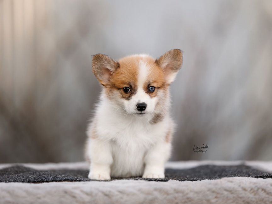 Вельш Корги Пемброк