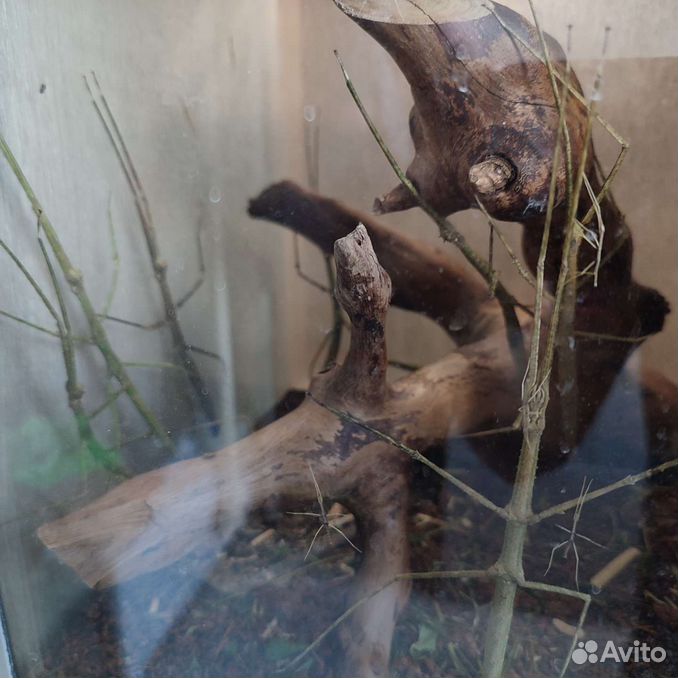 Палочники аннамские