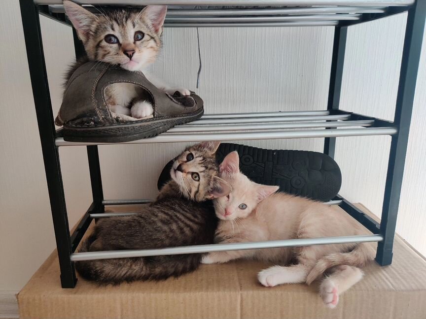 Спасённые котята ищут дом