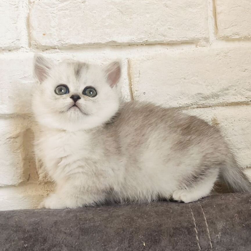 Шотландские прямоухие кошечки