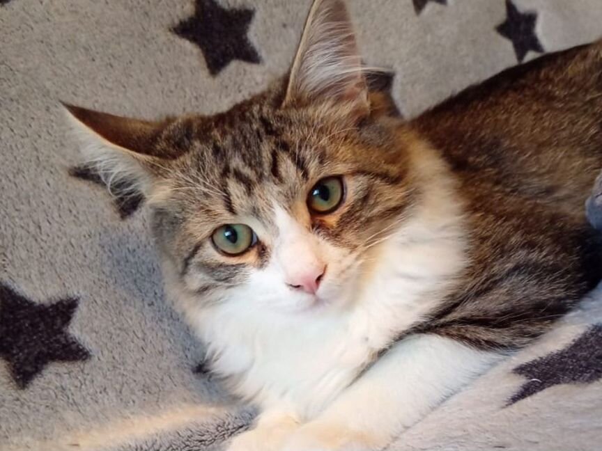 Ласковый мальчуган котенок