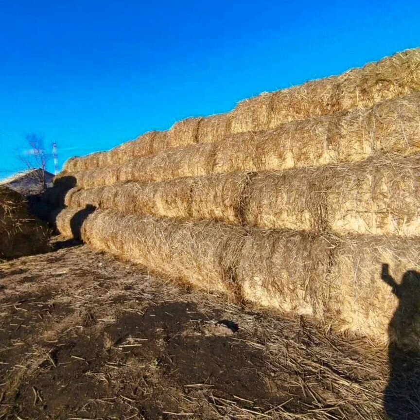 Продаю суданку в рулонах