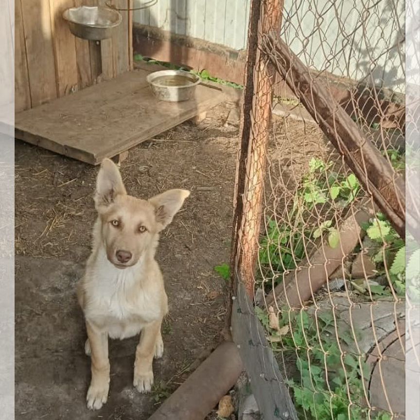 Щенок в добрые руки