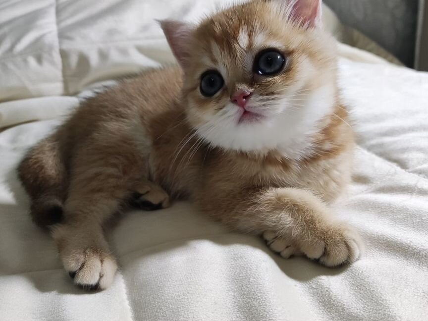 Котята золотая шиншилла
