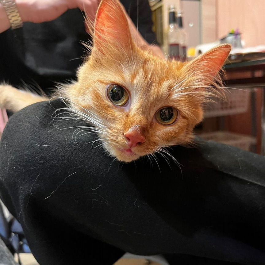 Котенок 4 месяца