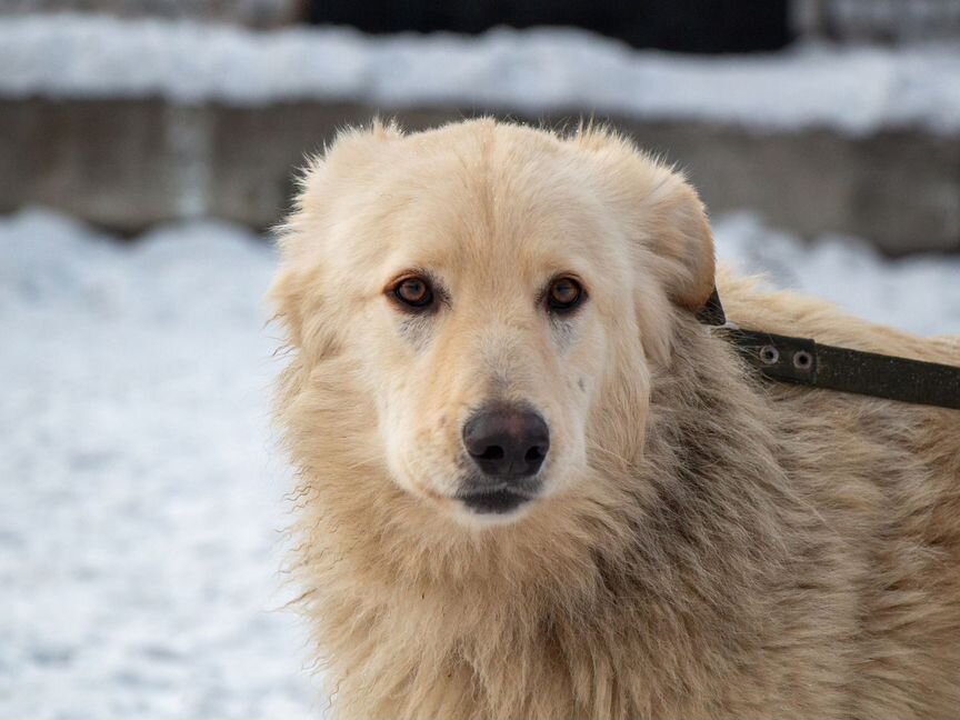 Собака в добрые руки
