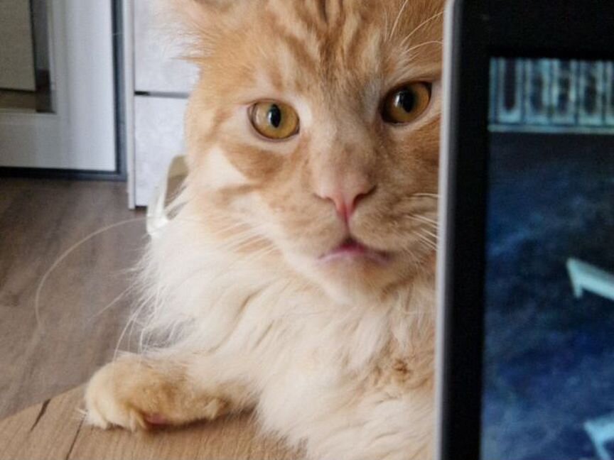 Мейн-кун вязка