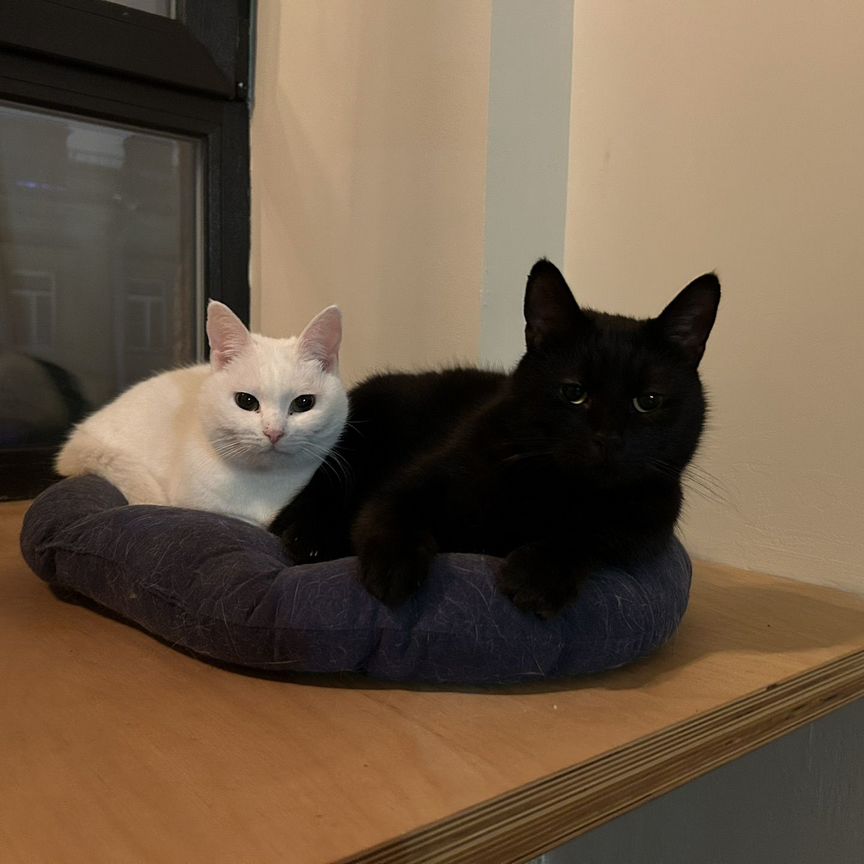 Котики потенциально ищут дом