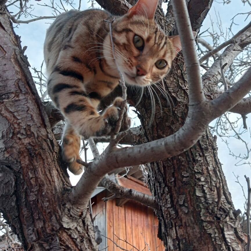 Бенгальская, взрослая кошка