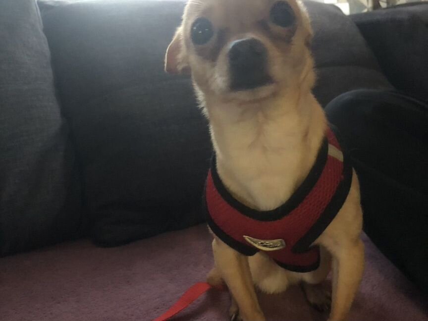 Маленькая собака