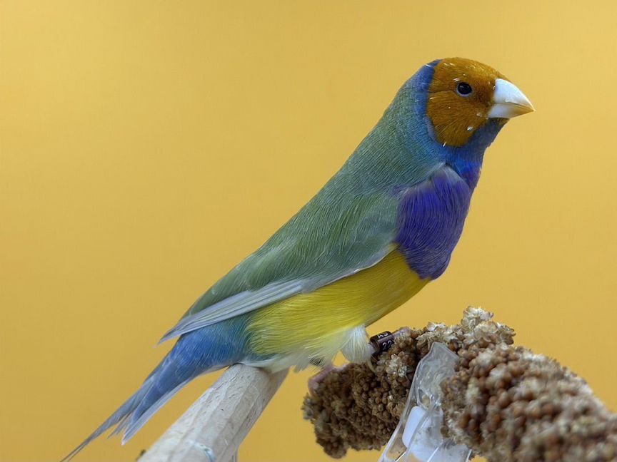 Амадина гульда