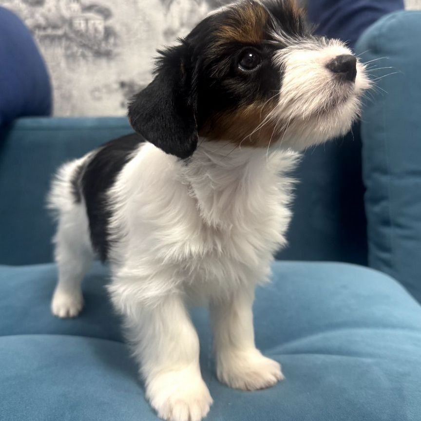 Бивер-йоркширский терьер, щенок