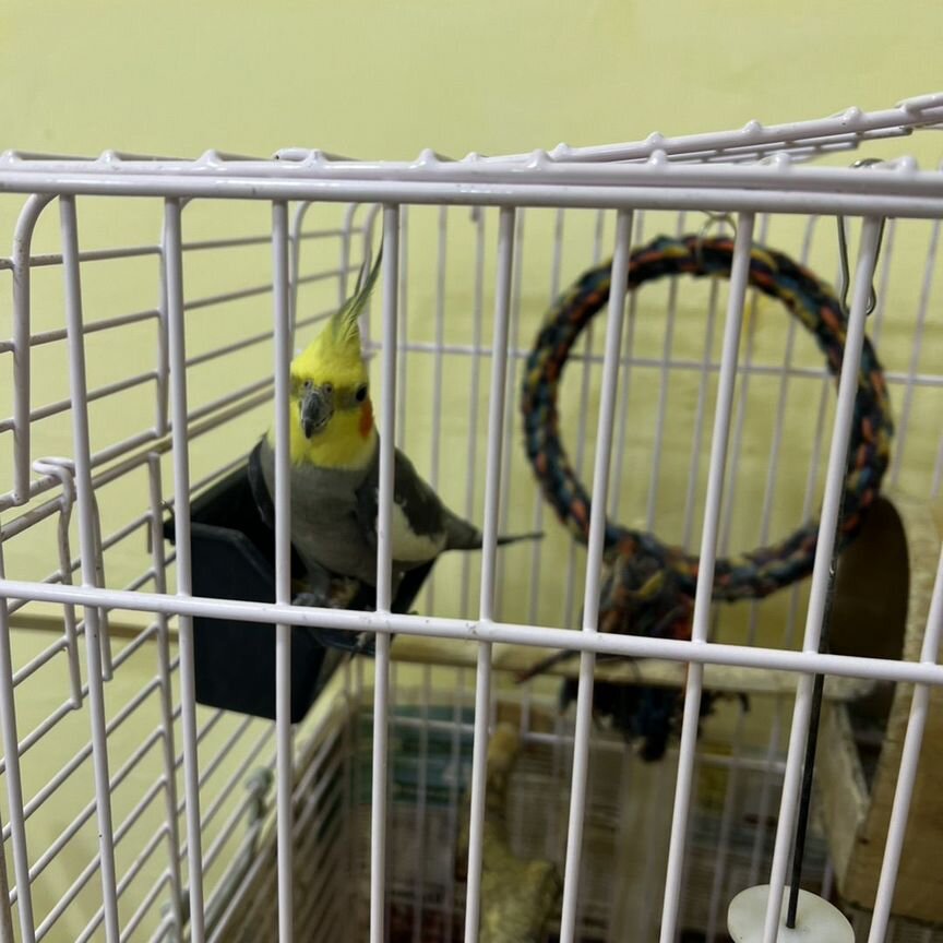 Кореллы с клеткой