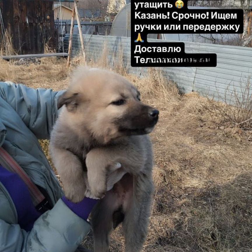 Девочка 2 мес, голодный карапузик