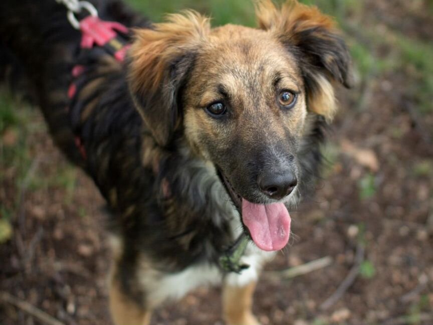 Прелестный щенок мёрзнет в приюте